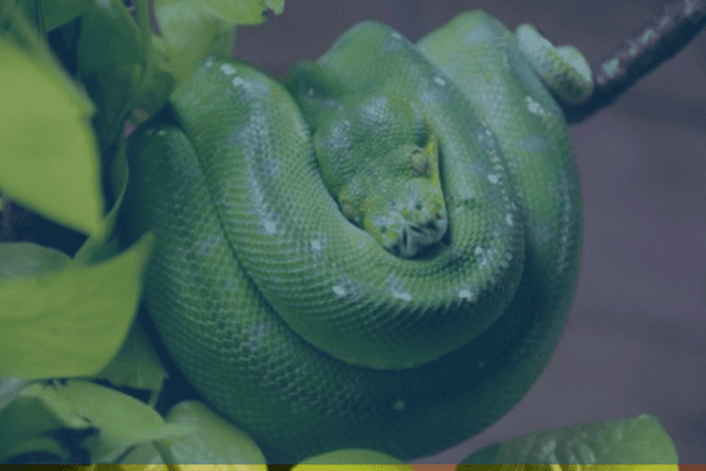 New viruses implicated in fatal snake disease - EGI